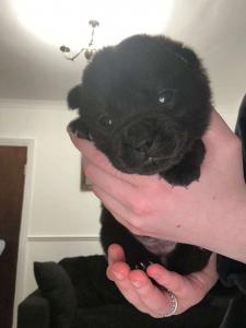 e-PuPz | Puppies, Dogs for Sale, Find Studs on ePuPz in the UK